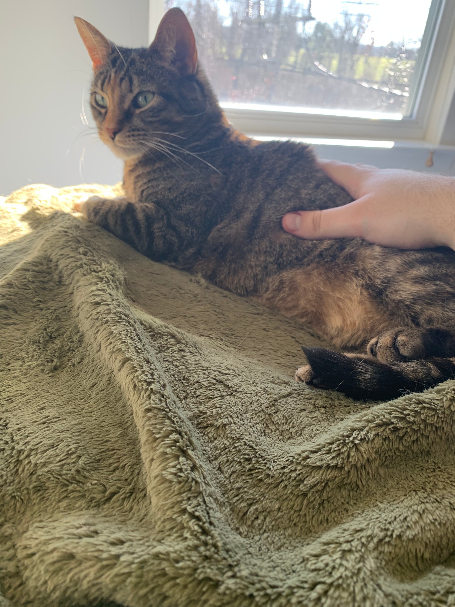 Pally’s Trainer & Collector Store