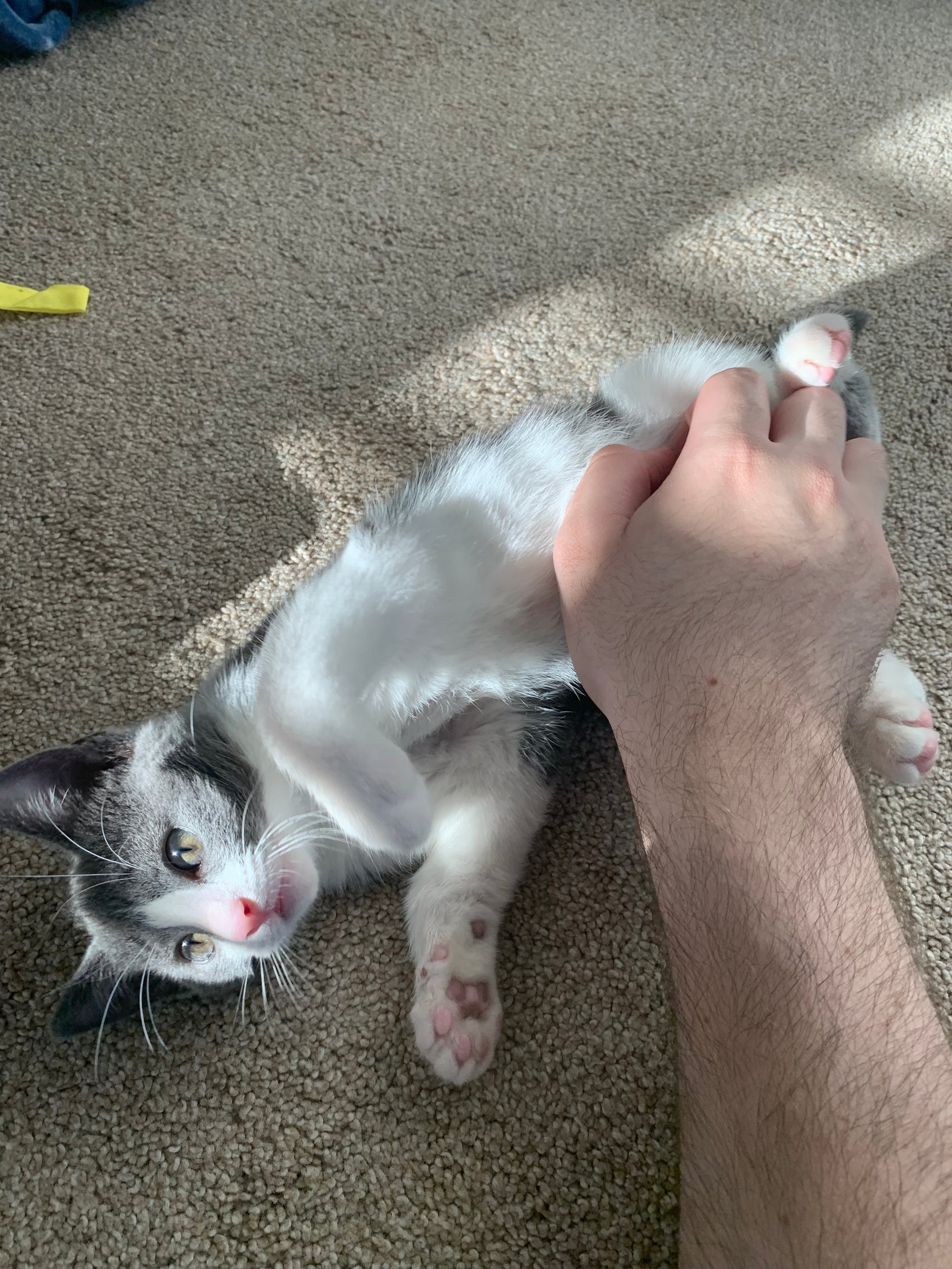 Pally’s Trainer & Collector Store