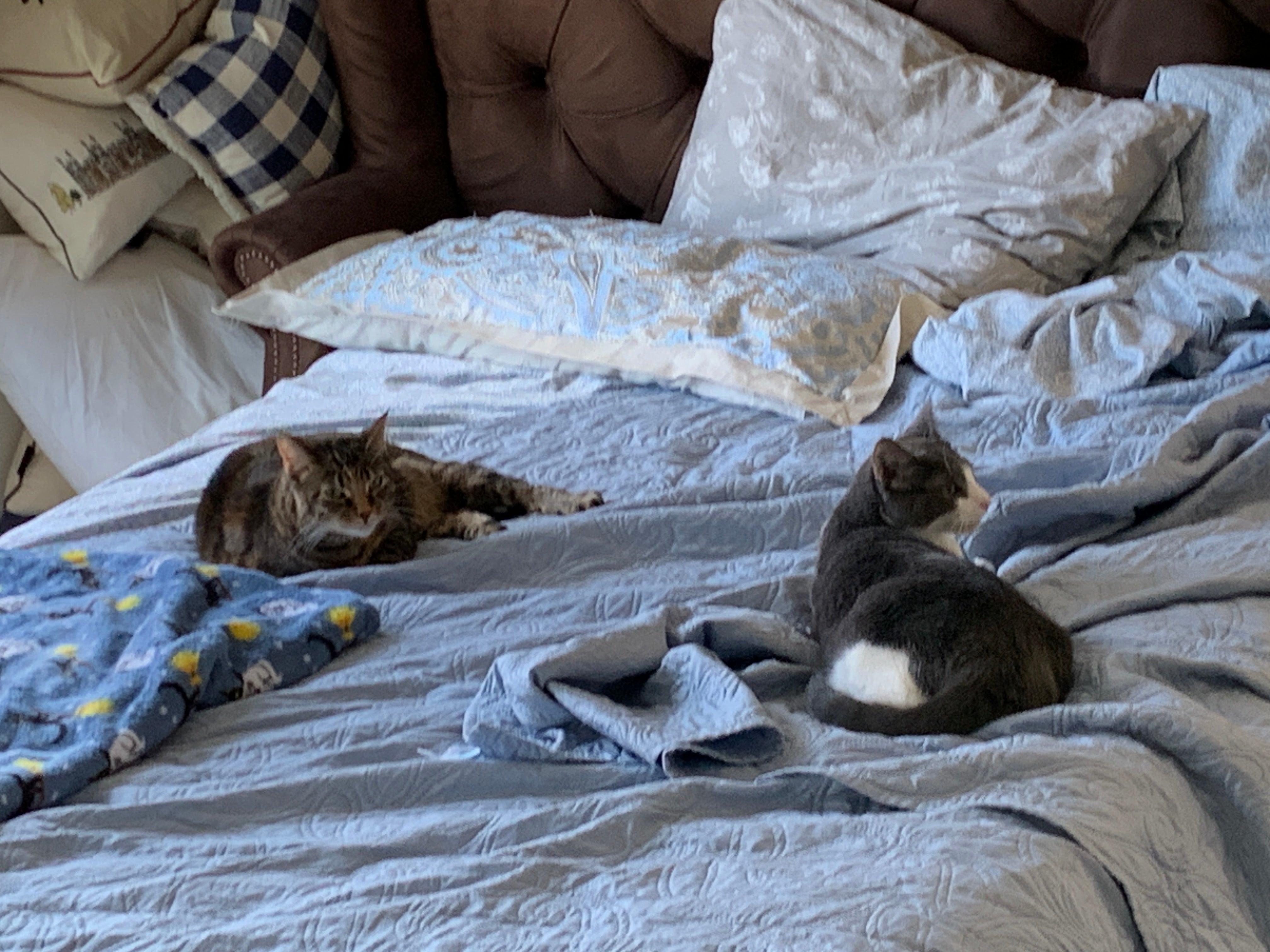 Destined Rivals Set List – Pally’s Trainer & Collector Store